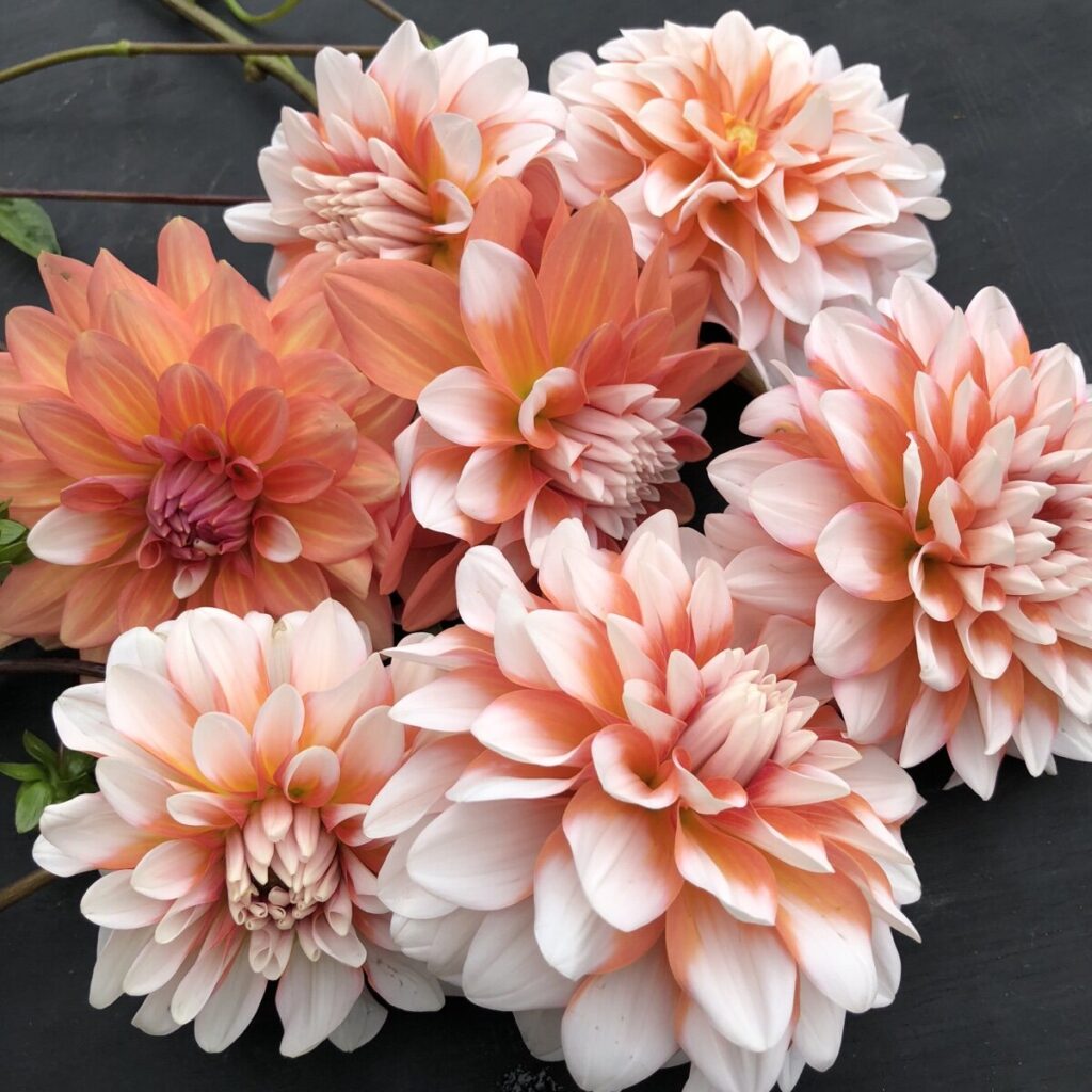 Flowers and Floral Design | Sweet Pea's Stems | Naperville IL